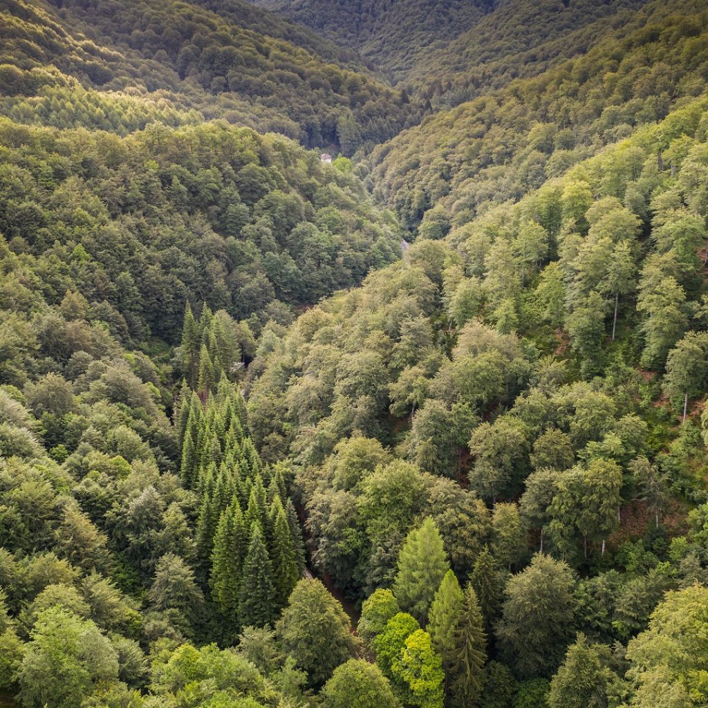 Bosque de Quinto Real, naturaleza en Navarra - Destino Esteribar